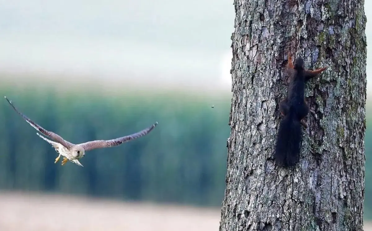 Hawks That Eat Squirrels: Top Predators & How to Protect Squirrel