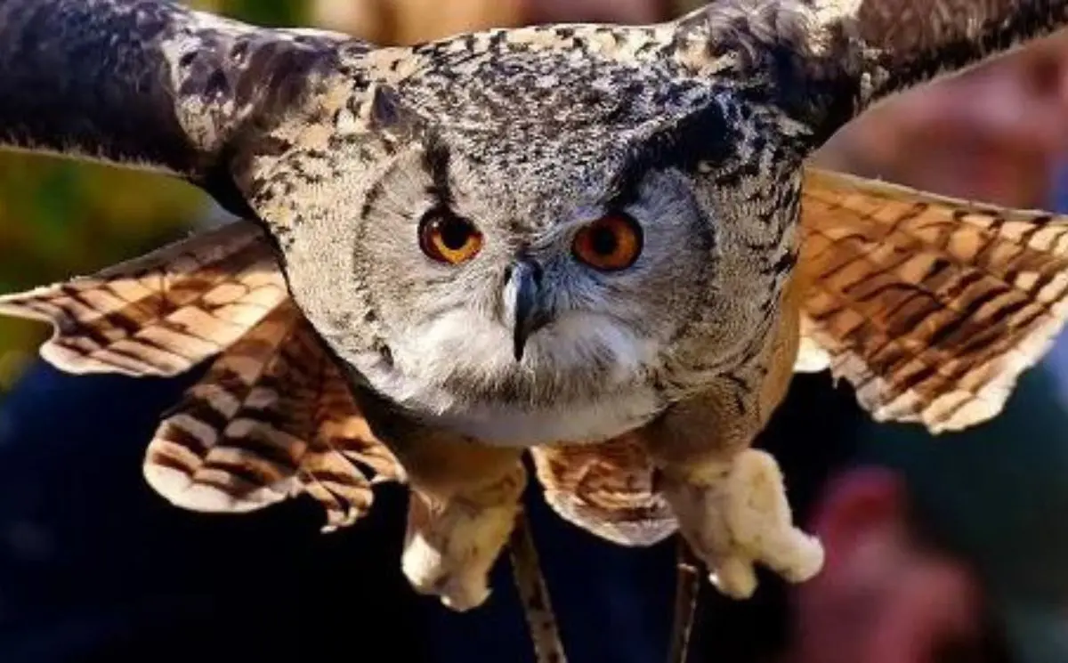 How Do Owls Sleep? (And Where Do They Sleep?) | Birdie Learning – Bird ...