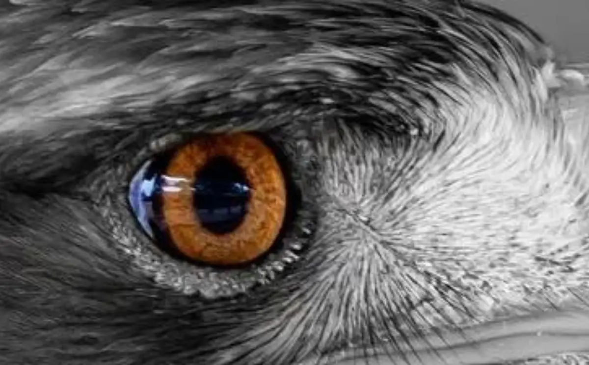 Hawk Vision Explained: Tips to Understand Hawks Birds