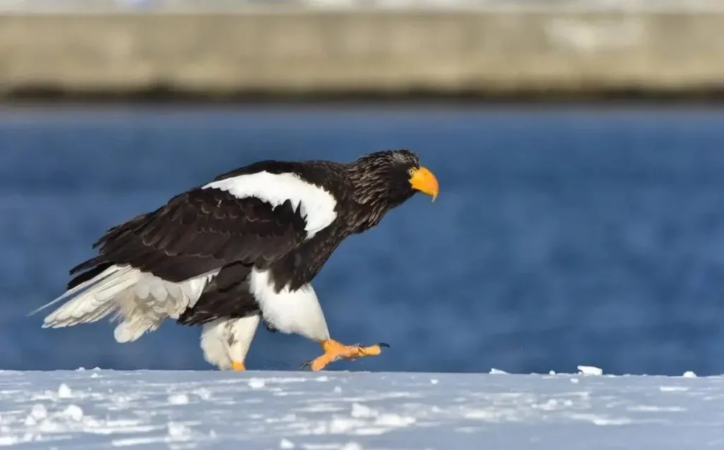 How High Do Eagles Fly? (The Why And How) | Birdie Learning – Bird ...