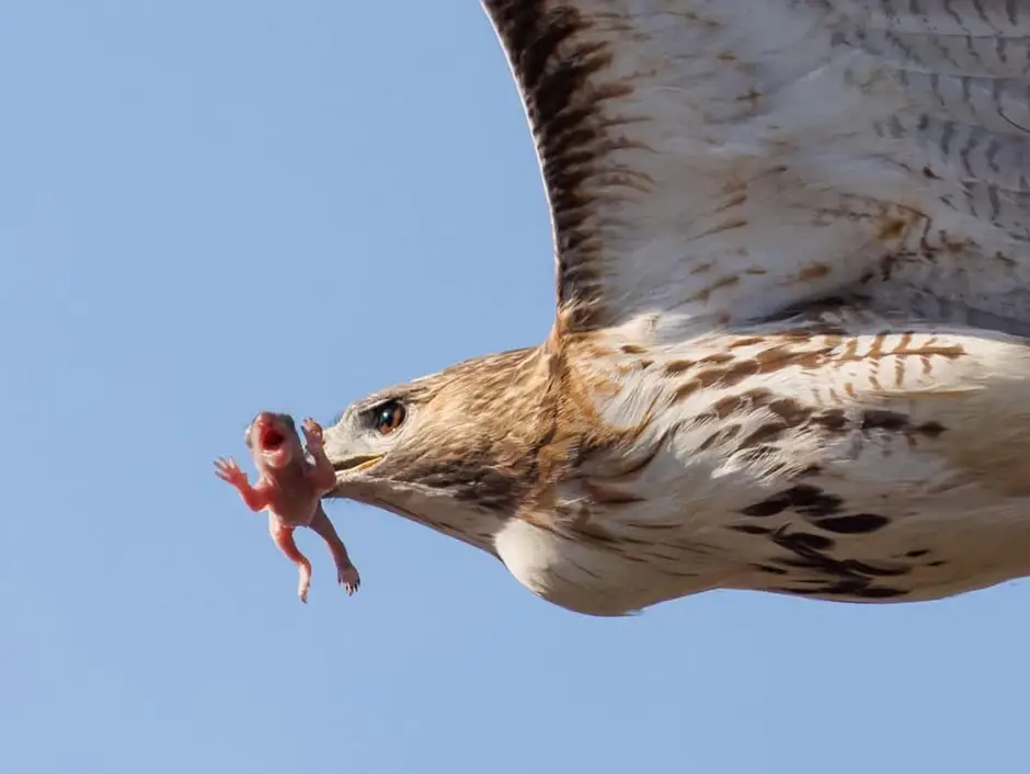 Hawks That Eat Squirrels: Top Predators & How to Protect Squirrel