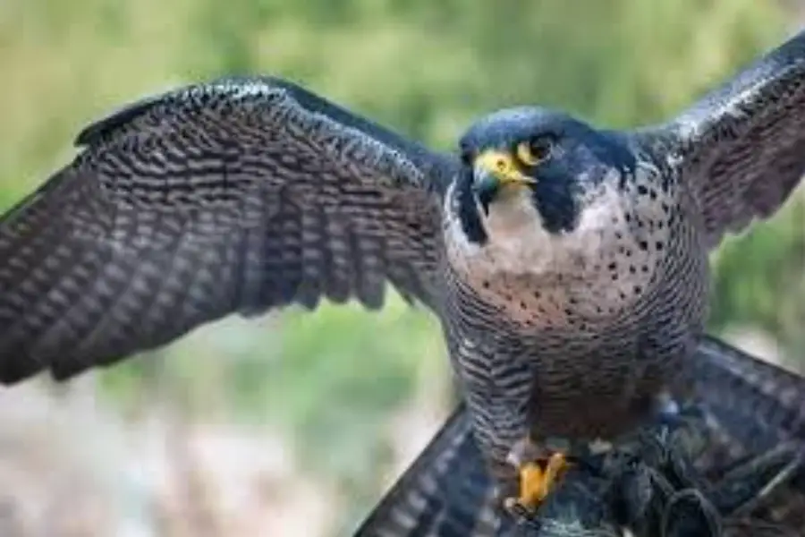 California Falcons: Guide to the Fastest Bird