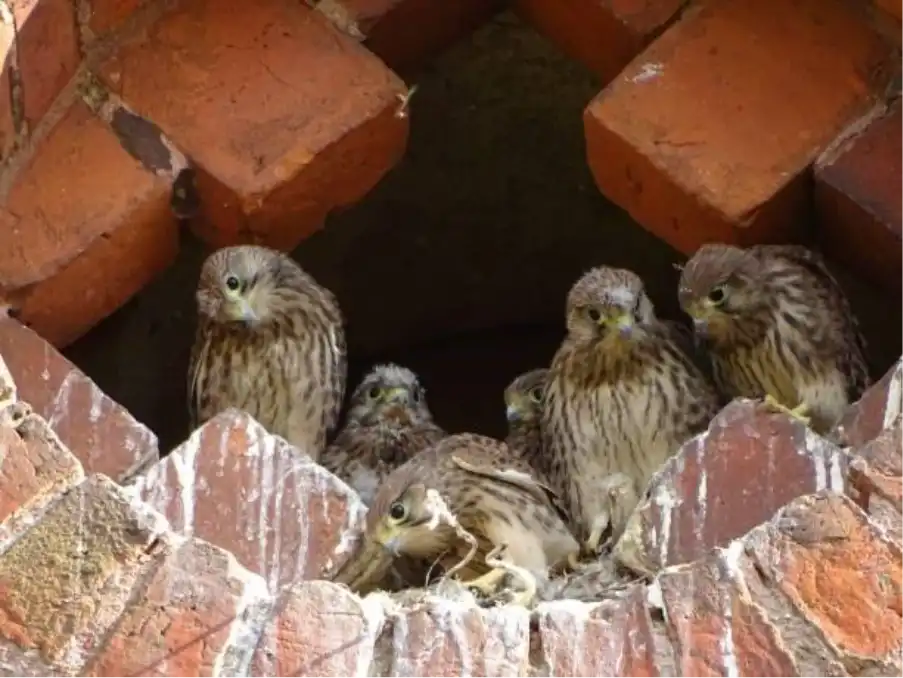 California Falcons: Guide to the Fastest Bird